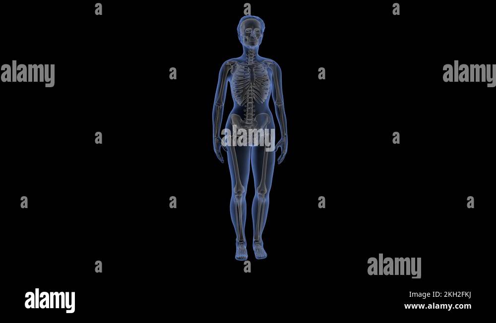 Female skeleton anatomy Stock Videos & Footage - HD and 4K Video Clips ...