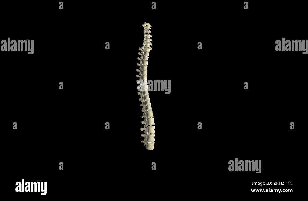 Spine Stock Videos & Footage - HD and 4K Video Clips - Alamy