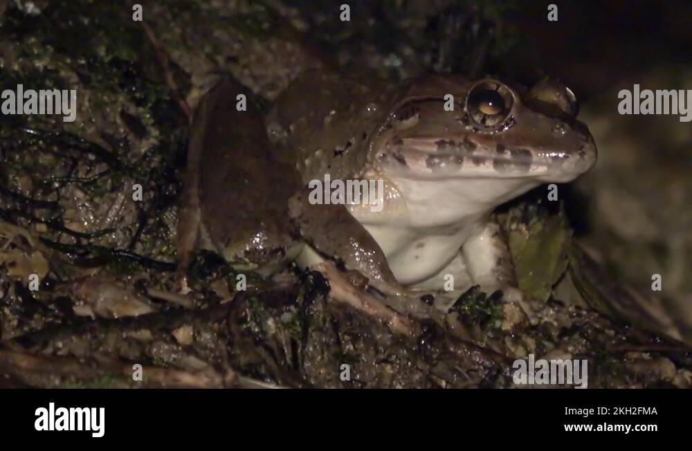 Malaysian frog Stock Videos & Footage - HD and 4K Video Clips - Alamy