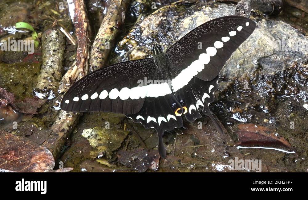 Banded swallowtail Stock Videos & Footage - HD and 4K Video Clips - Alamy