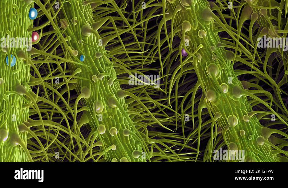 Trichome leaf Stock Videos & Footage - HD and 4K Video Clips - Alamy