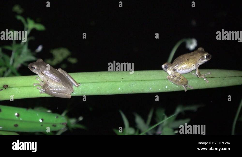 Frogs thailand Stock Videos & Footage - HD and 4K Video Clips - Alamy