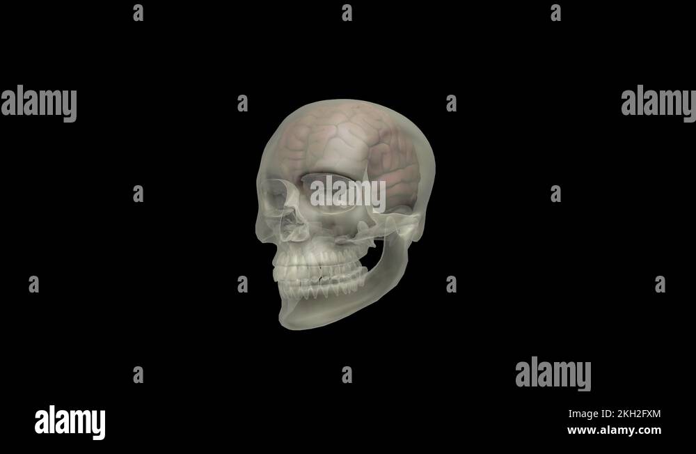 Phineas Gage and his Brain Injury, Animation Stock Video Footage - Alamy