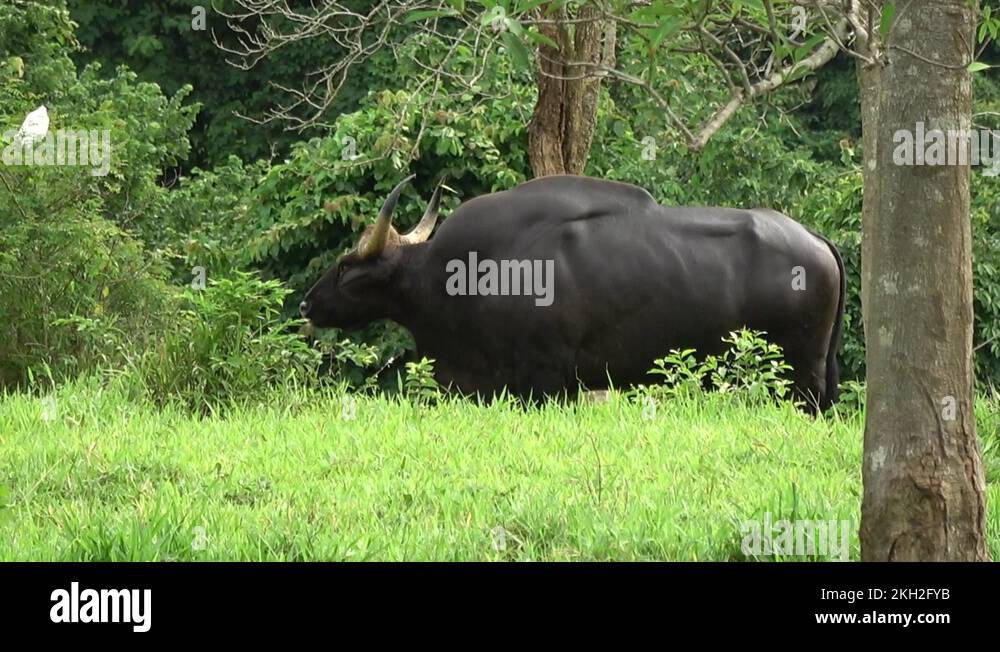 Thailand bull Stock Videos & Footage - HD and 4K Video Clips - Alamy