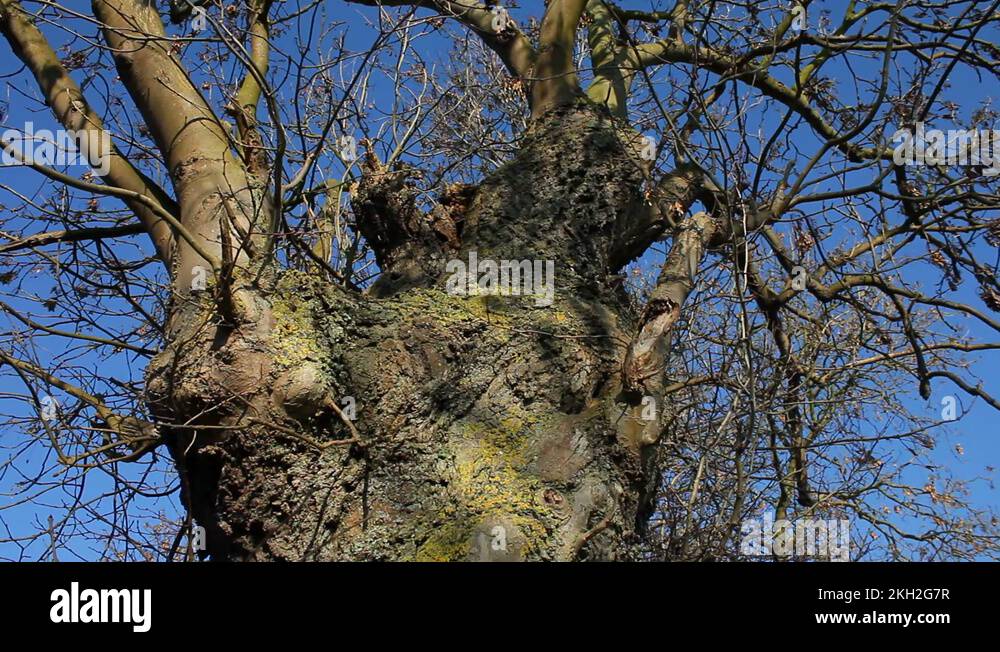 Knurled tree Stock Videos & Footage - HD and 4K Video Clips - Alamy