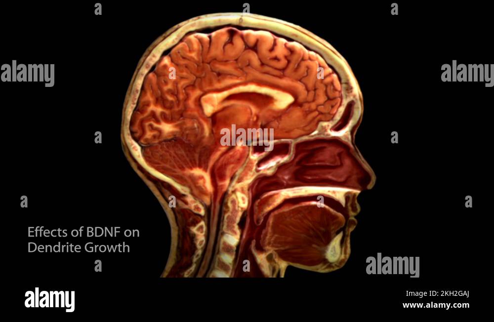 Neuron dendrite Stock Videos & Footage - HD and 4K Video Clips - Alamy