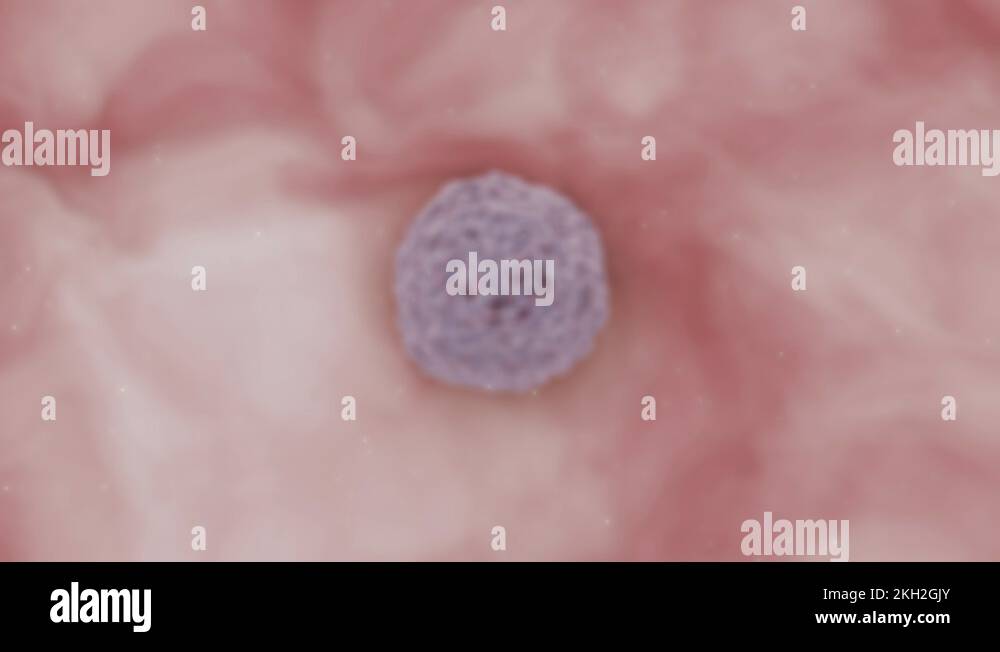 Mast cells Stock Videos & Footage - HD and 4K Video Clips - Alamy