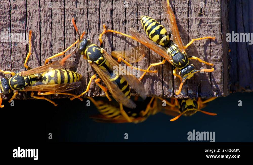 Predatory wasps Stock Videos & Footage - HD and 4K Video Clips - Alamy