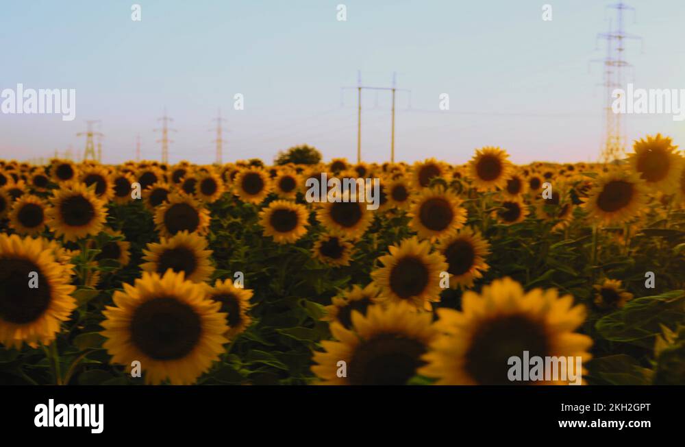 Flower power movement Stock Videos & Footage - HD and 4K Video Clips ...