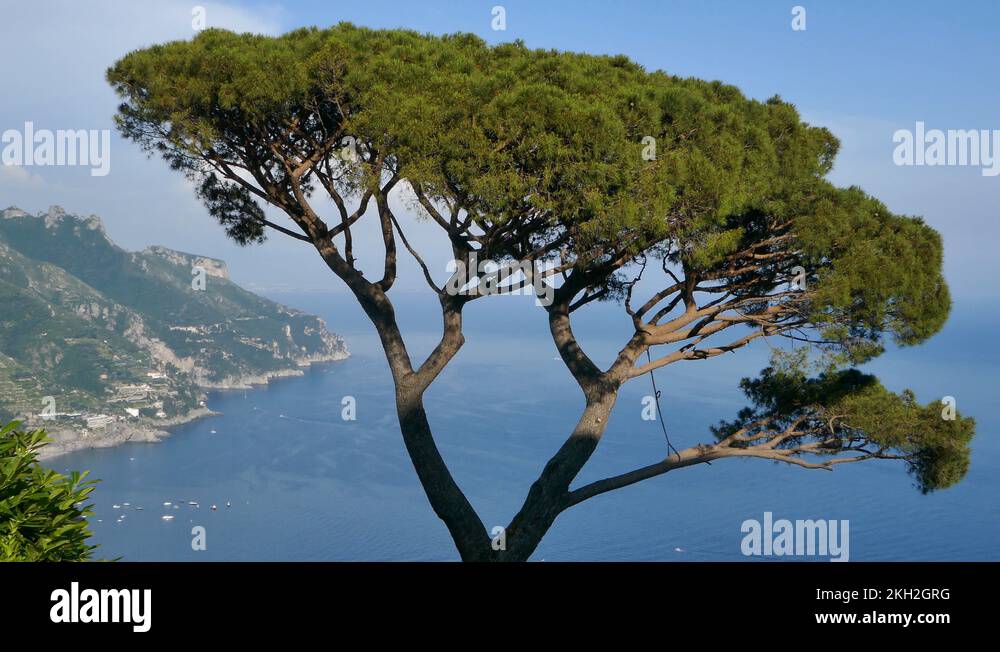 Italian stone pine tree Stock Videos & Footage - HD and 4K Video Clips ...
