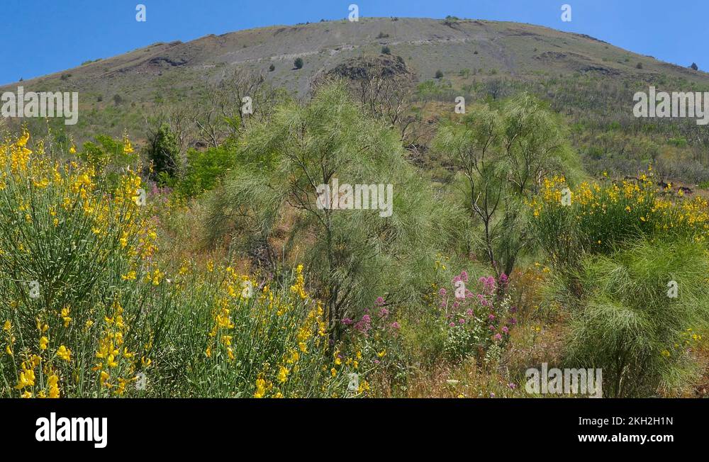 Blue heaven flowers Stock Videos & Footage - HD and 4K Video Clips - Alamy