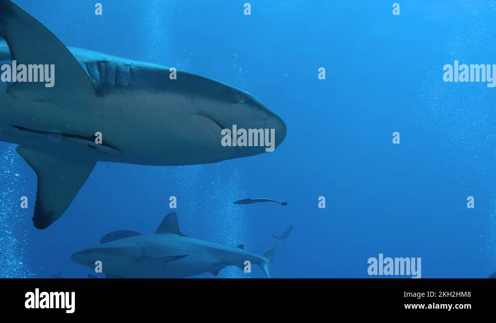 Shark underwater great barrier reef Stock Videos & Footage - HD and 4K ...