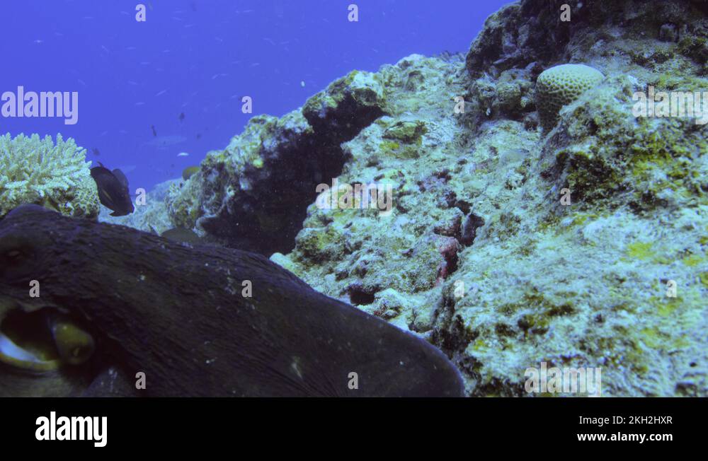 Common Octopus hunting on the Great Barrier Reef. Around 27 metres ...