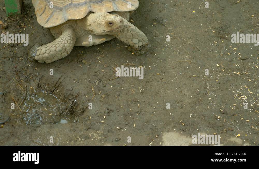 Tortoise eye Stock Videos & Footage - HD and 4K Video Clips - Alamy