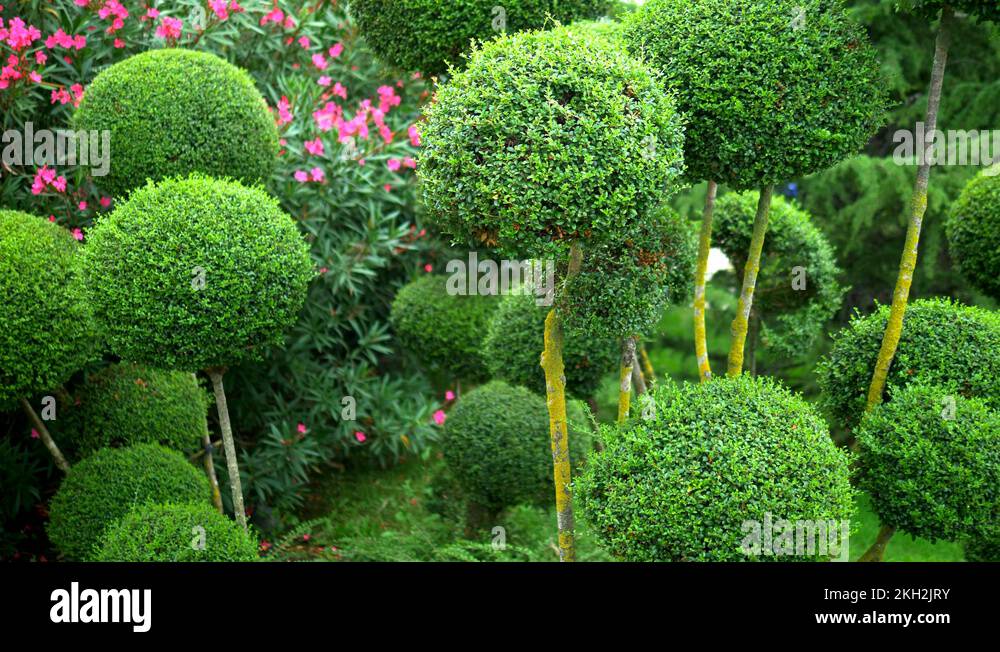 Rounded leaf shapes Stock Videos & Footage - HD and 4K Video Clips - Alamy