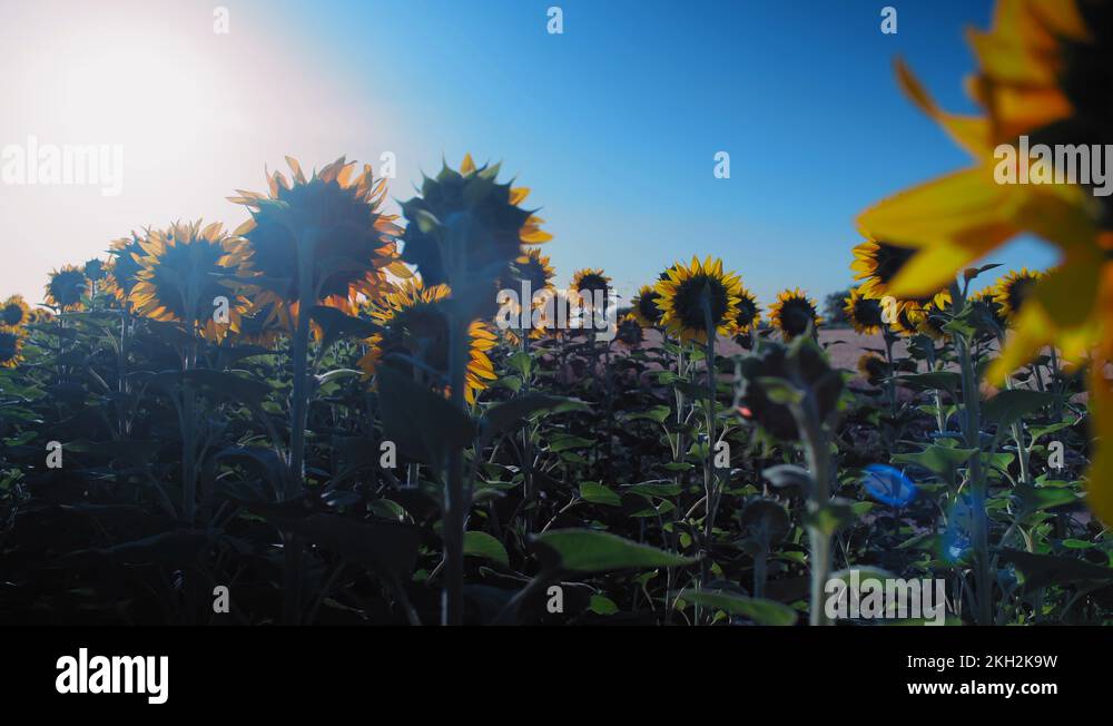 Sunflowers facing the sun Stock Videos & Footage - HD and 4K Video ...