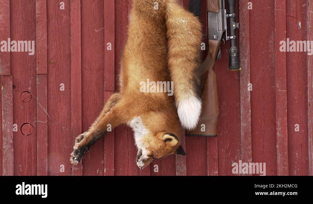 A dead fox Stock Videos & Footage - HD and 4K Video Clips - Alamy