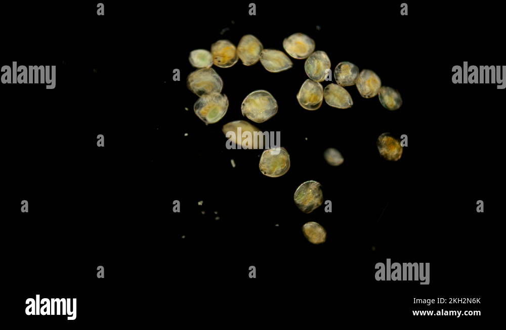 zooplankton under a microscope, plankton crustaceans Cladocera Stock ...