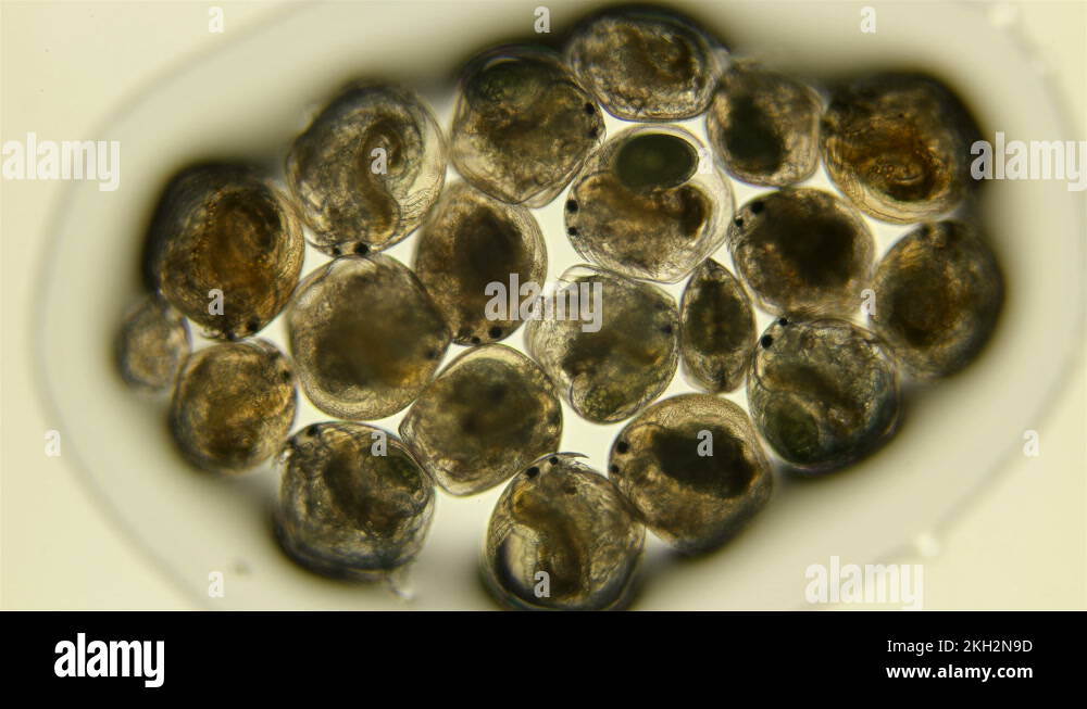 zooplankton under a microscope, plankton crustaceans Cladocera Stock ...