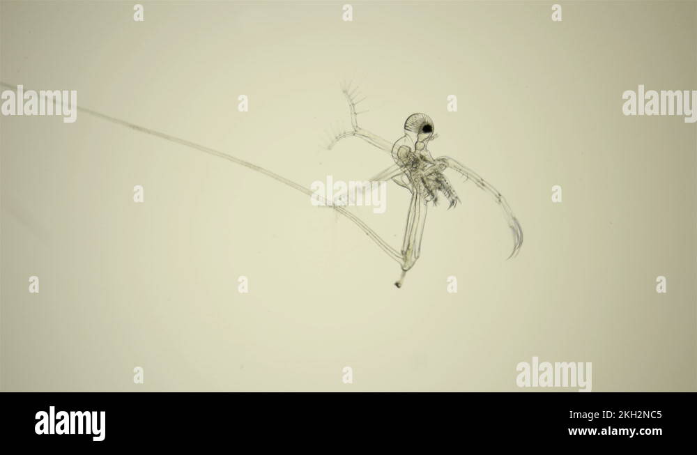 zooplankton under a microscope, prickly water flea Cercopagis pengoi ...