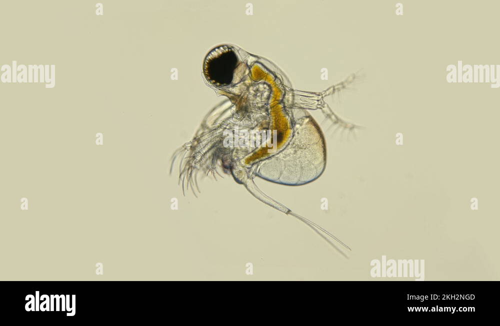 zooplankton under a microscope, the predatory water flea Polyphemus ...