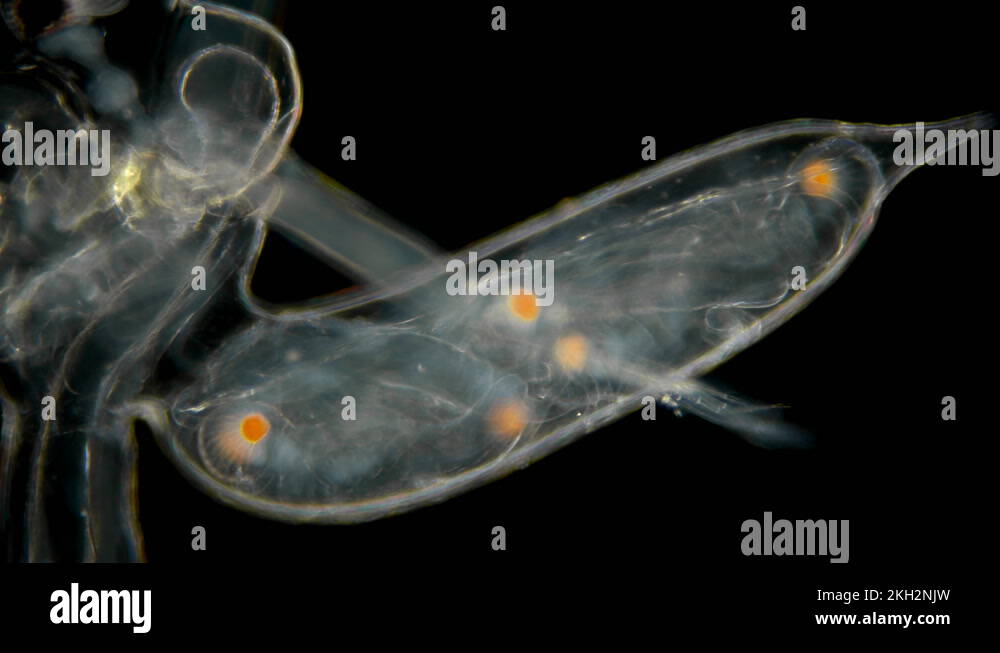 zooplankton under a microscope, prickly water flea Cercopagis pengoi ...