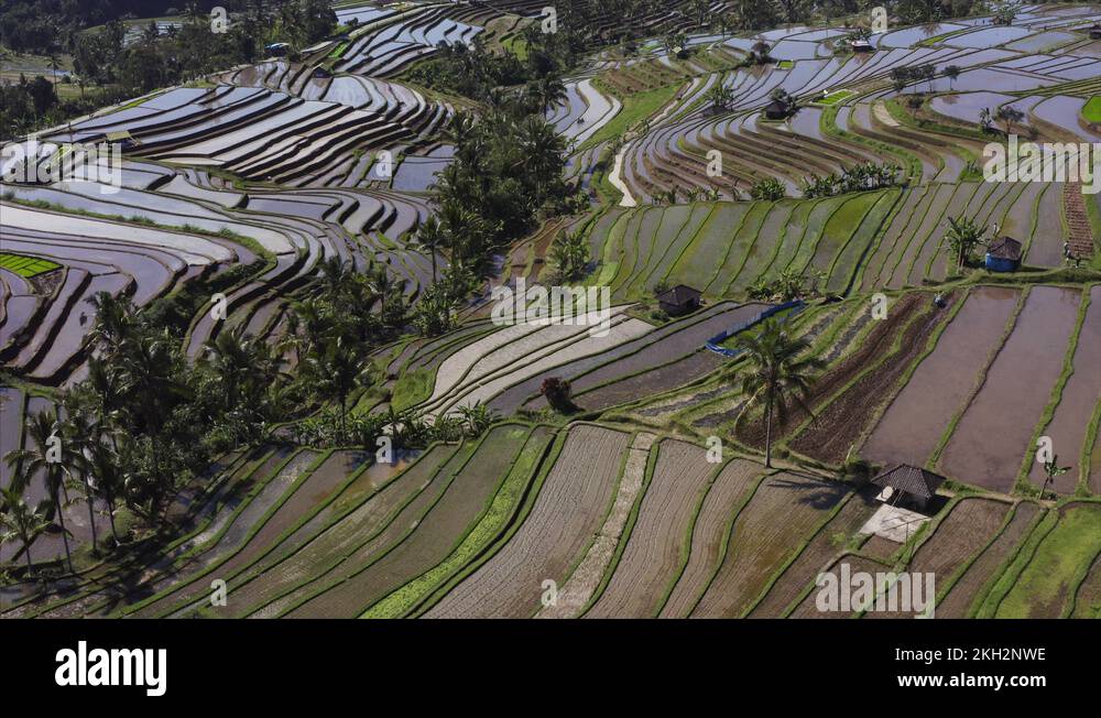 Flying above paddy rice terraces, aerial view of balinese farmlands ...