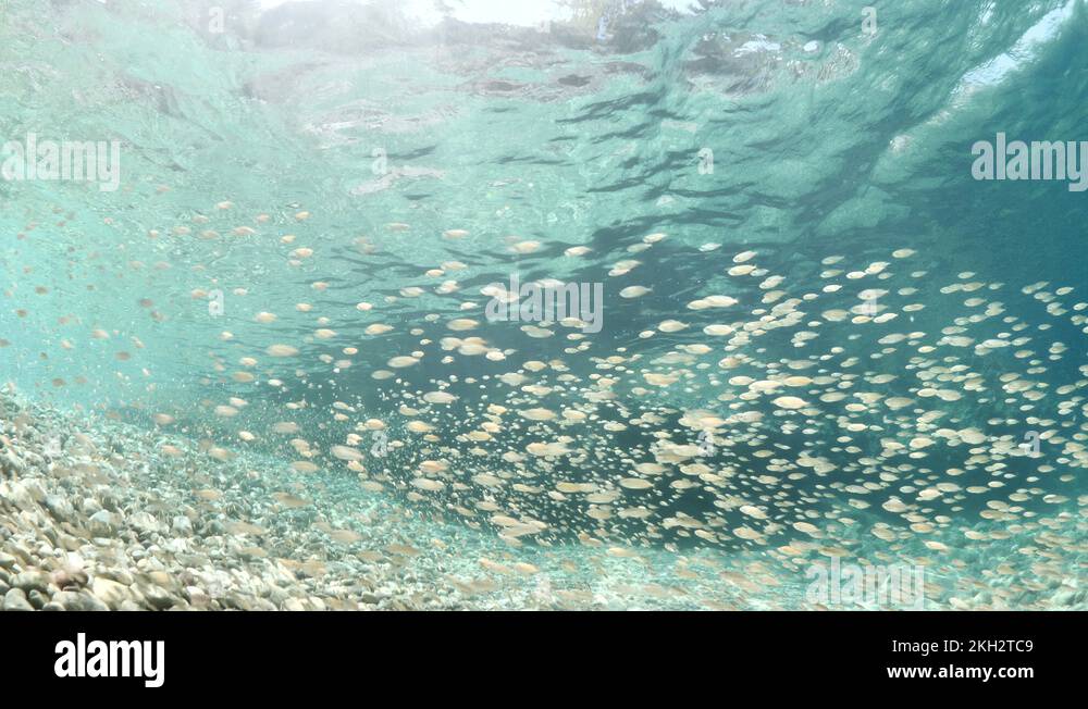 juvenile fish school underwater shallow water protection sun beams sun ...