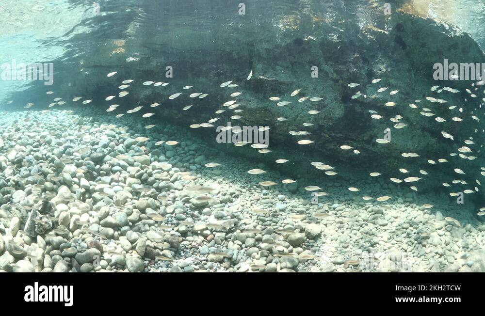 juvenile fish school underwater shallow water protection sun beams sun ...