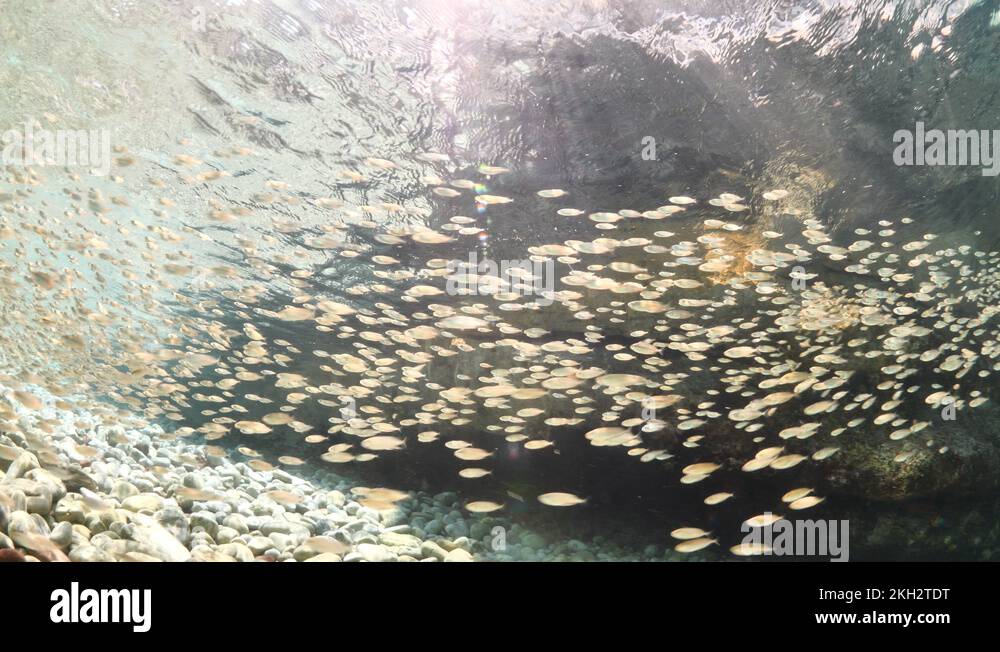 juvenile fish school underwater shallow water protection sun beams sun ...