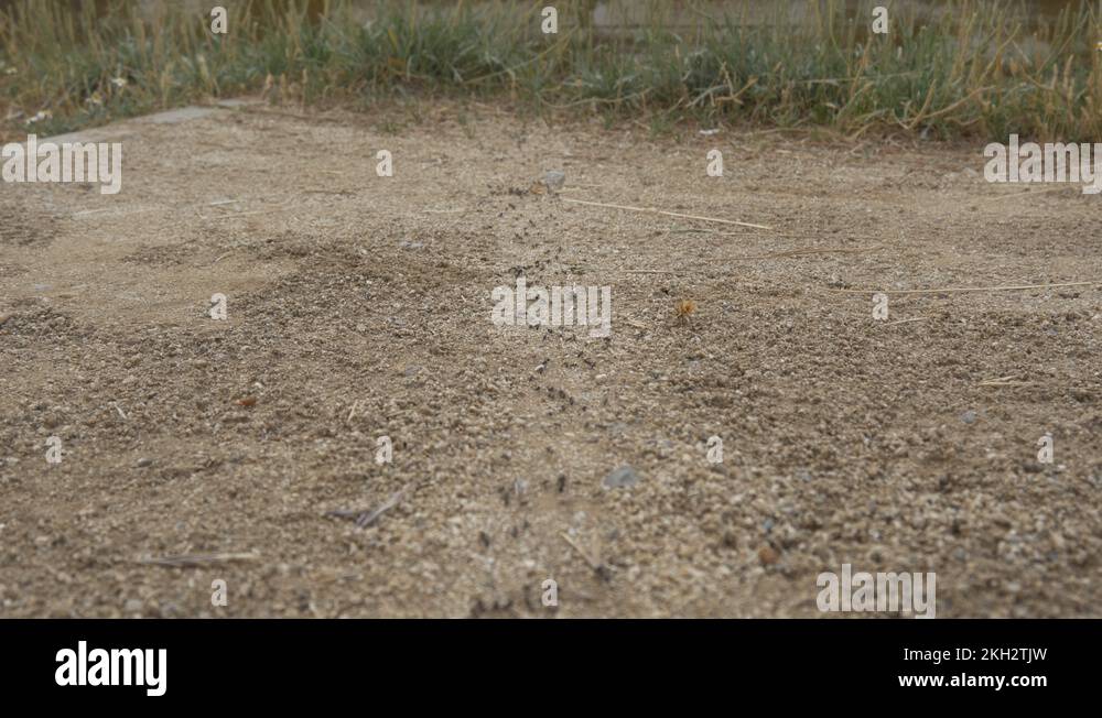 Insectos insectos insectos Stock Videos & Footage - HD and 4K Video ...