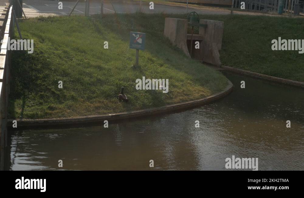 Agua do pato Stock Videos & Footage - HD and 4K Video Clips - Alamy