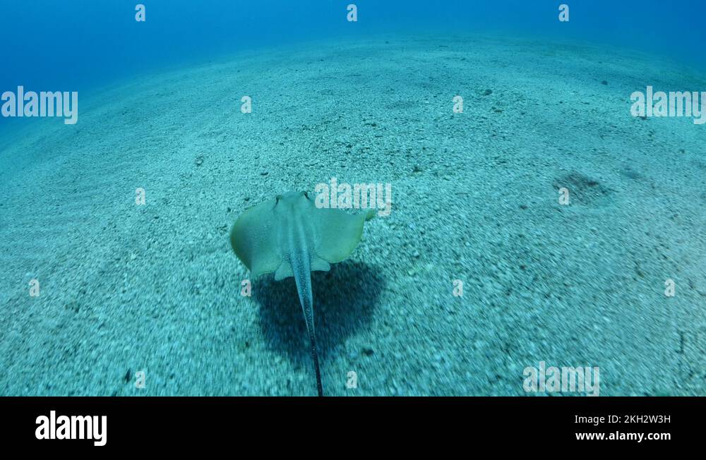 Fethiye fish Stock Videos & Footage - HD and 4K Video Clips - Alamy