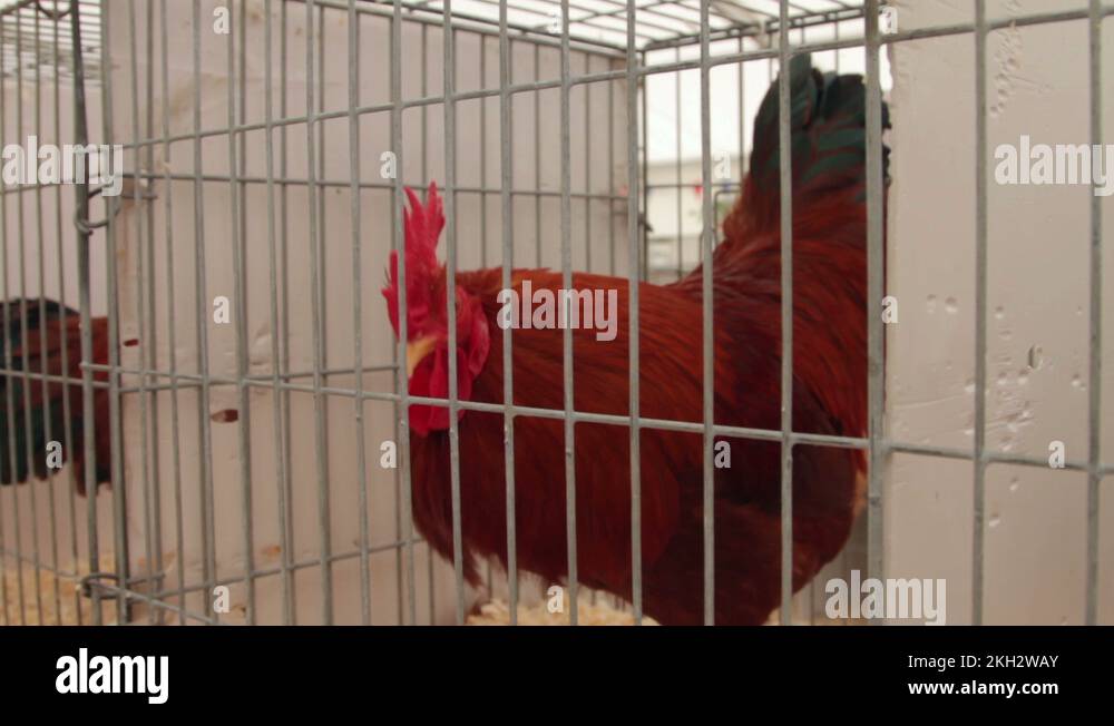 Show hen Stock Videos & Footage - HD and 4K Video Clips - Alamy