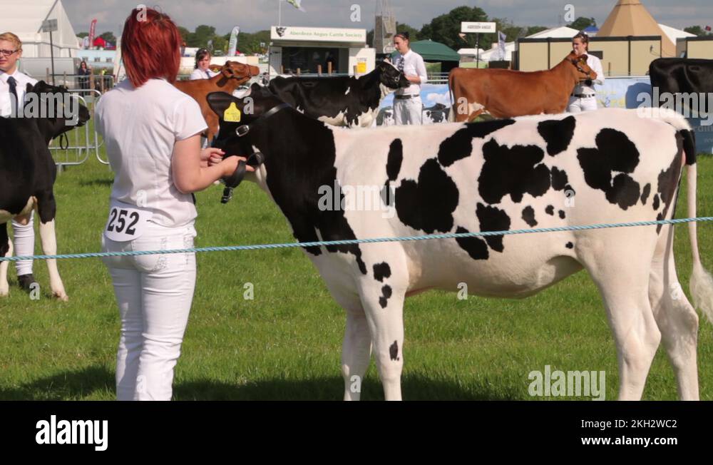 Black and white cows being shown at county fair, England Stock Video Footage - Alamy