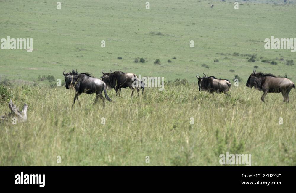 Masai running in the savanna Stock Videos & Footage - HD and 4K Video ...