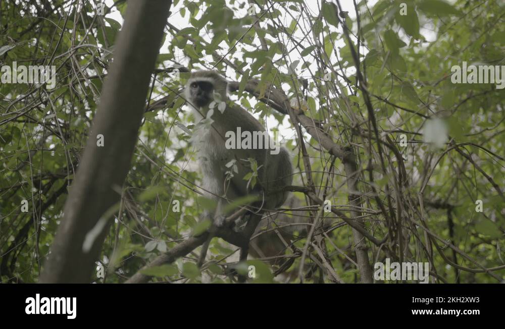 Monkey in focus Stock Videos & Footage - HD and 4K Video Clips - Alamy