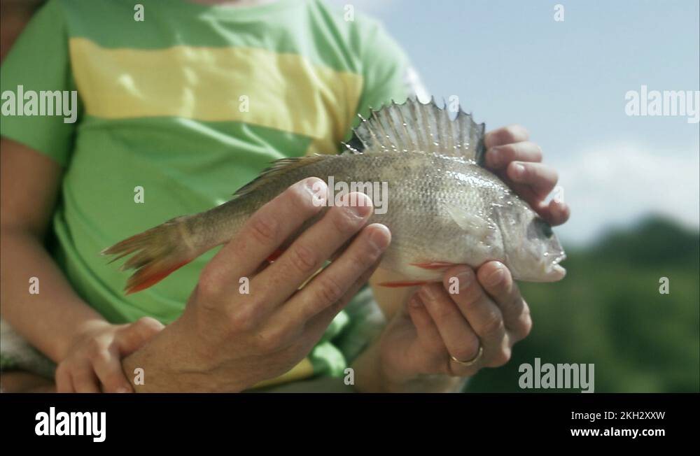 Father and son holding fish Stock Videos & Footage - HD and 4K Video ...