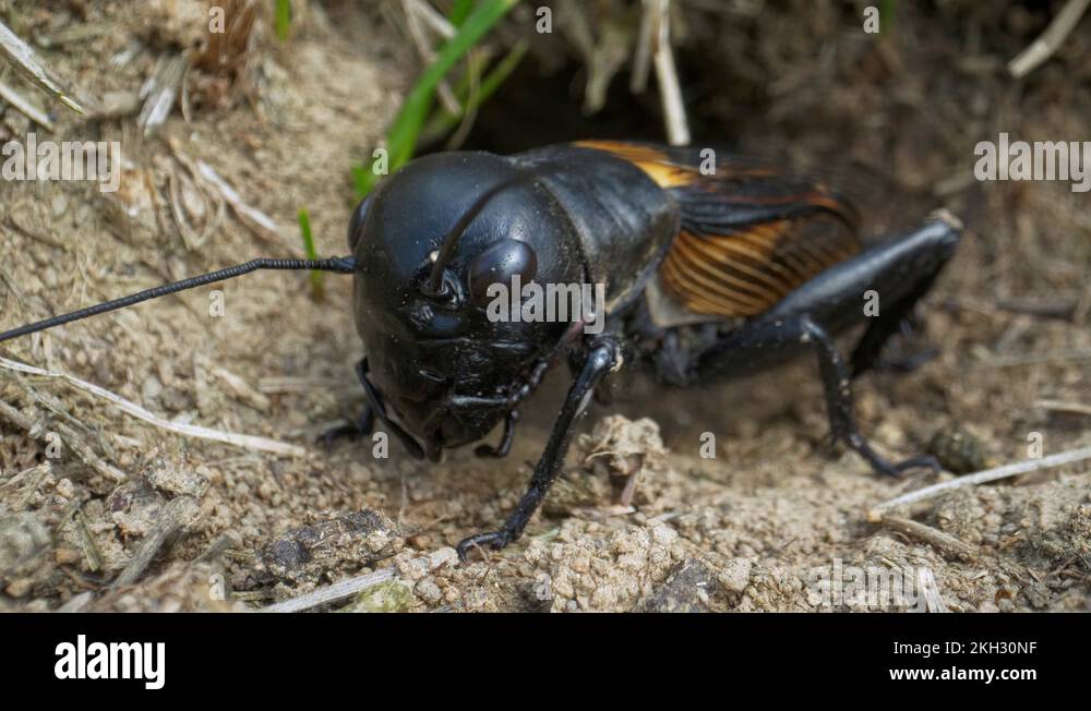 Field cricket gryllus Stock Videos & Footage - HD and 4K Video Clips ...