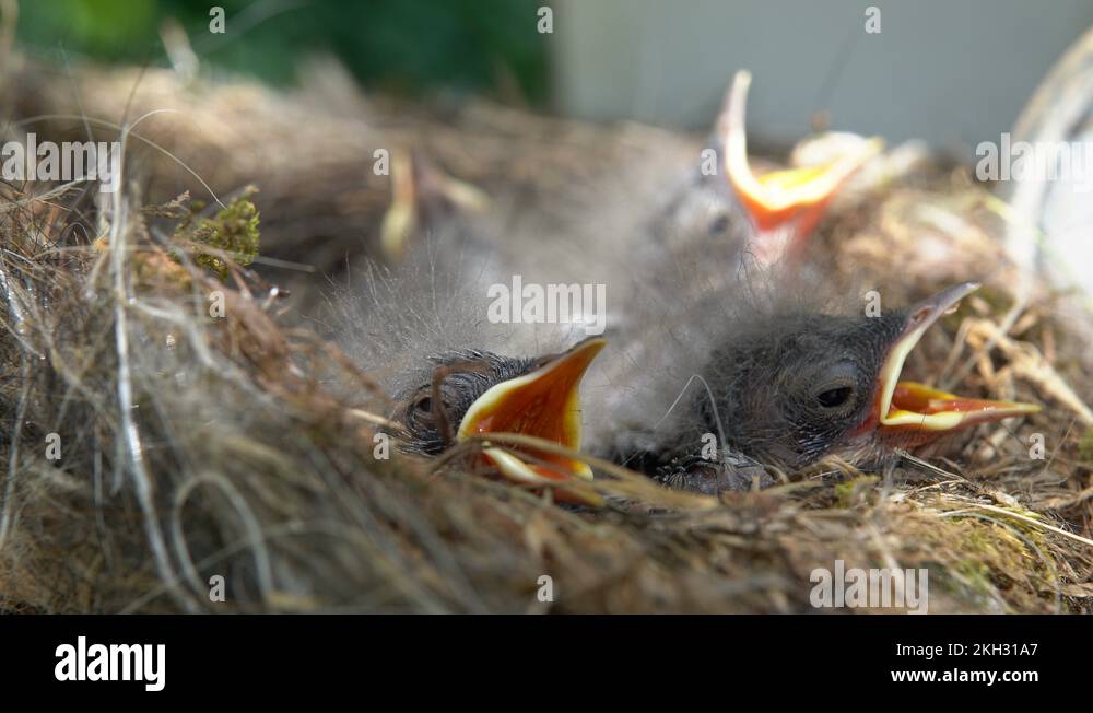 Songbirds nest Stock Videos & Footage - HD and 4K Video Clips - Alamy