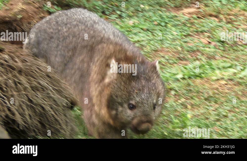 Wombat pouch Stock Videos & Footage - HD and 4K Video Clips - Alamy