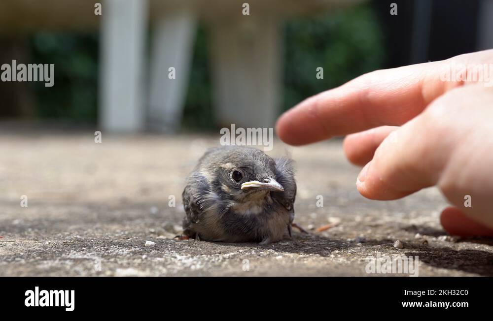 Wildlife mother newborn touching Stock Videos & Footage - HD and 4K ...