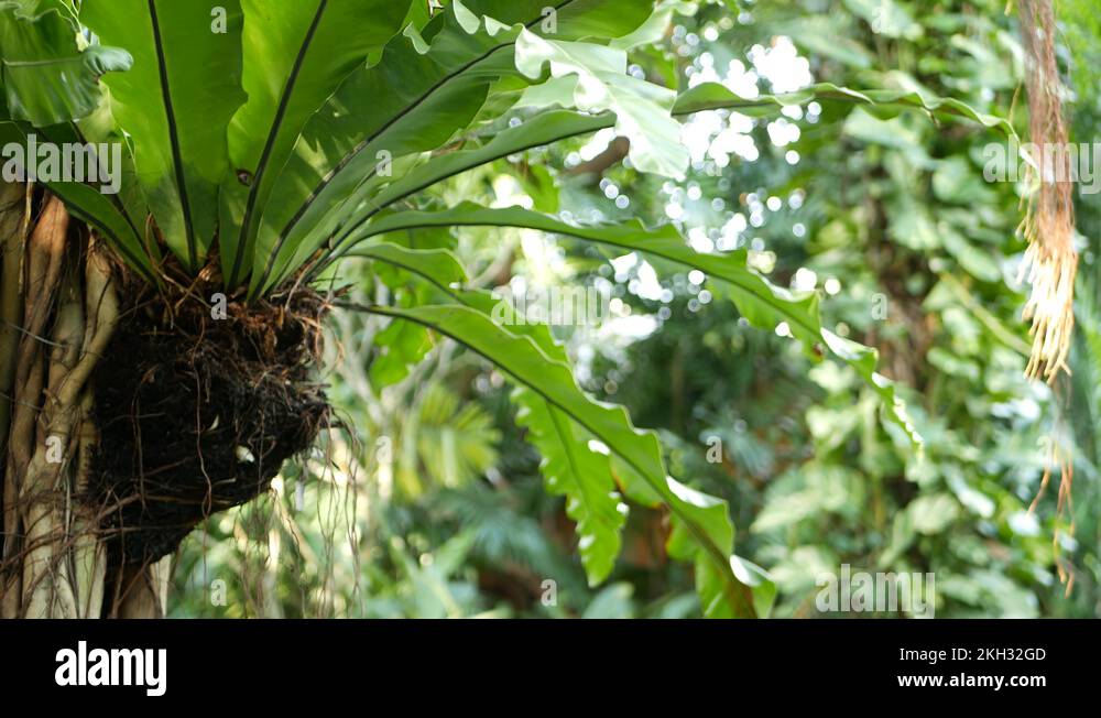Fern birds nest on banyan. Bright fern birds nest with big green leaves ...