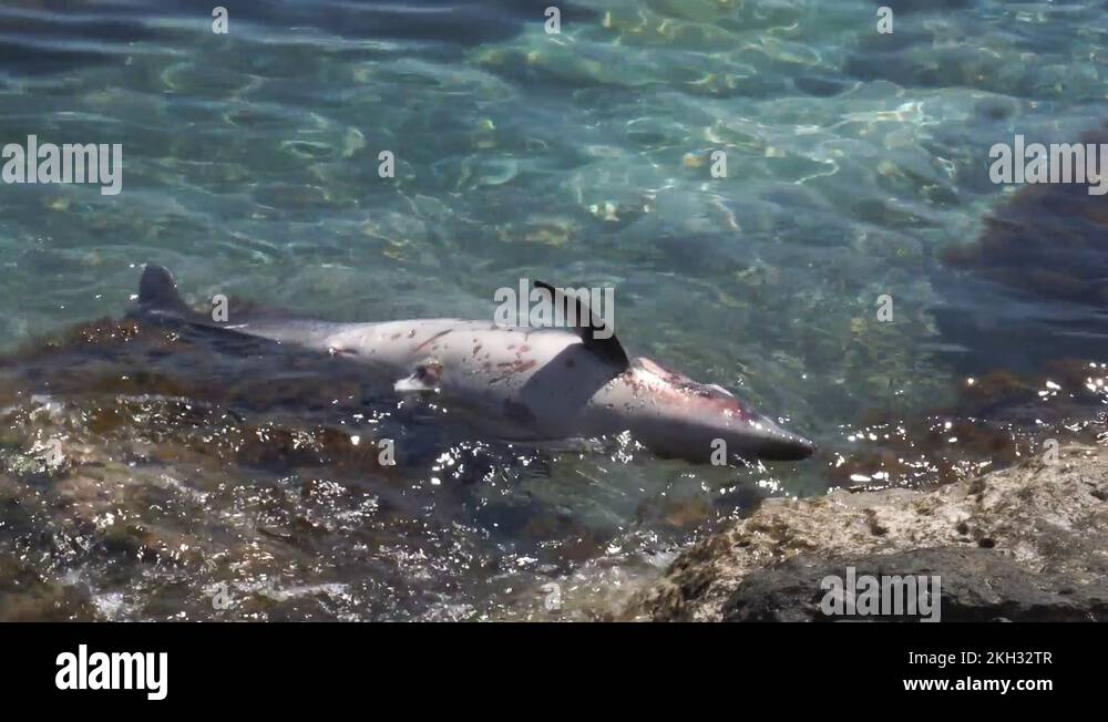 Dolphin water pollution Stock Videos & Footage - HD and 4K Video Clips ...
