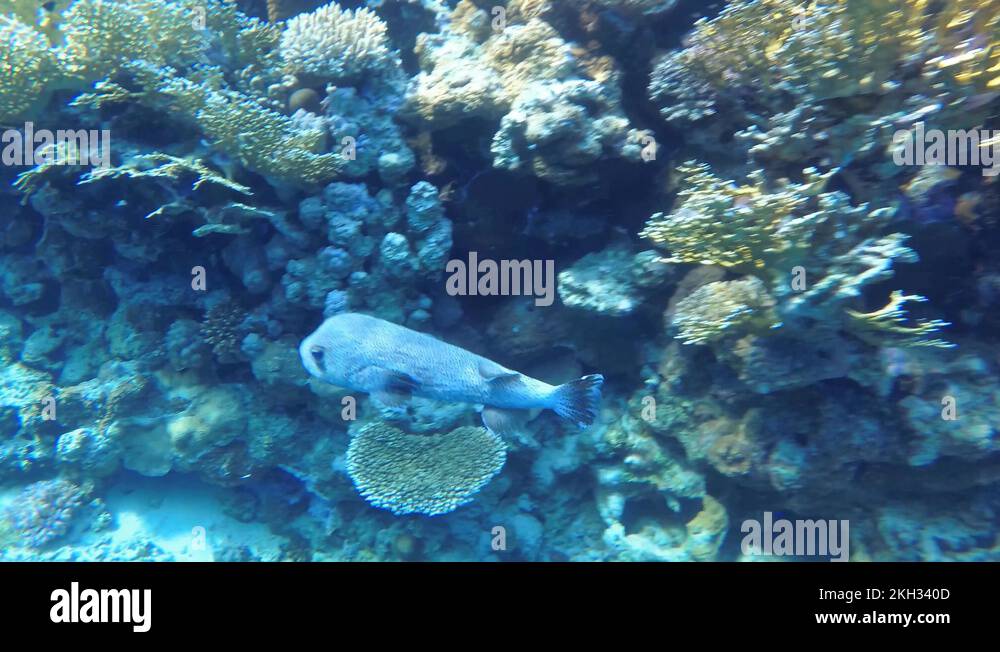 Under sea level Stock Videos & Footage - HD and 4K Video Clips - Alamy