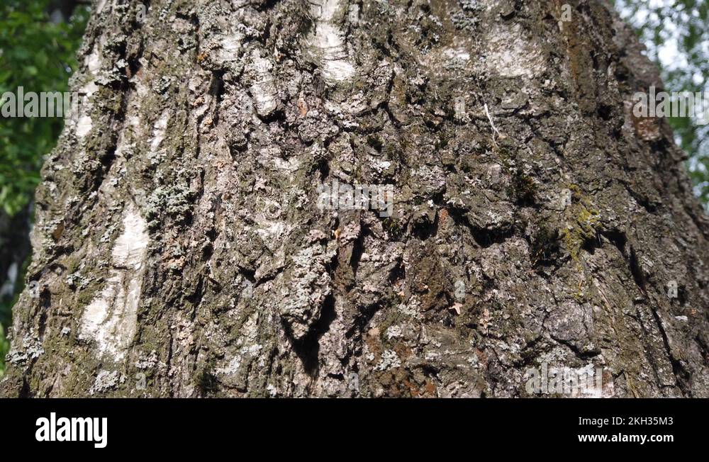 Lichens texture Stock Videos & Footage - HD and 4K Video Clips - Alamy