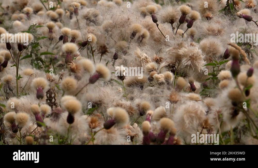 Abstract thistle Stock Videos & Footage - HD and 4K Video Clips - Alamy