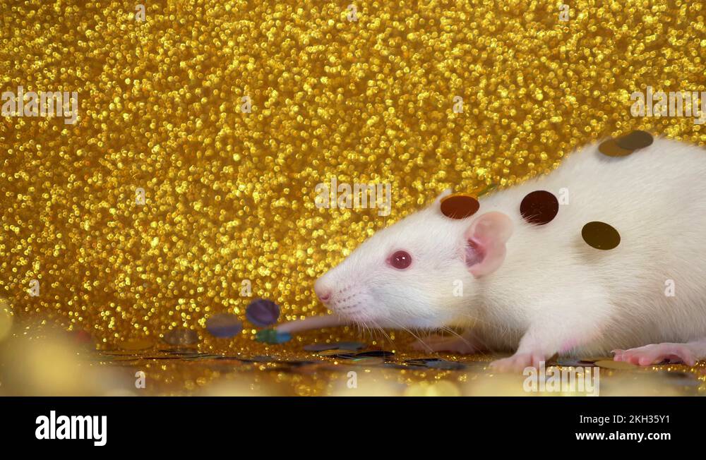 white rat on a gold background. Confetti is pouring on top, close-up ...