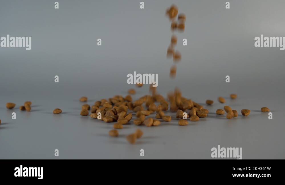 Dog lumps Stock Videos & Footage - HD and 4K Video Clips - Alamy