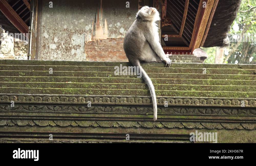 Balinese fauna Stock Videos & Footage - HD and 4K Video Clips - Alamy